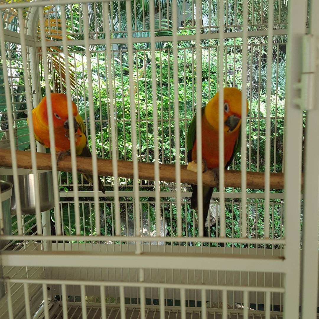 IN PHOTOS: Ang mga cute pets ni Coco Martin | ABS-CBN Entertainment